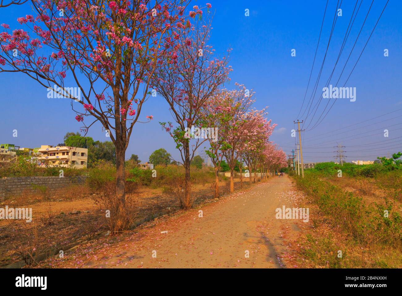 Trees with Pink Flowers at the outskirt of Bangalore City during Spring ...