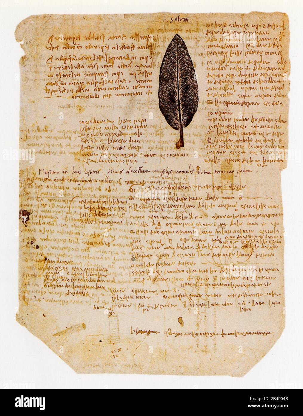 Leonardo da Vinci. System of physiological printing (sage leaf). 1508 ...