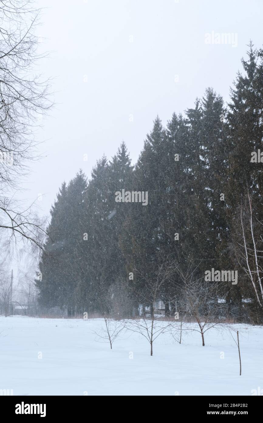 Trees with snow field and tree. Great background with copyspace. Winter ...