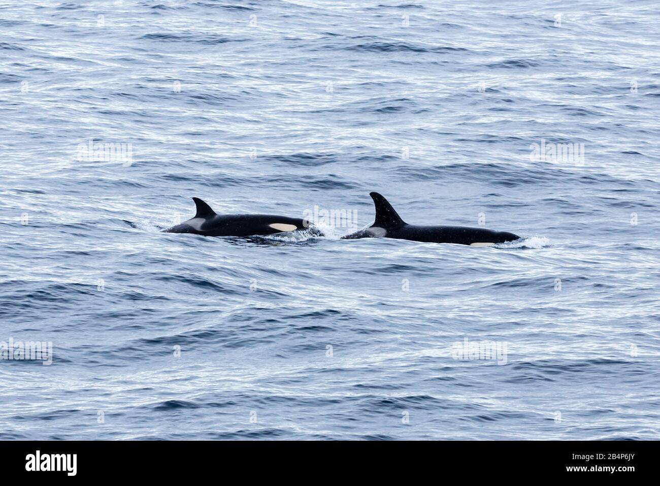 Orca (Killer Whale / Orcinus orca) (Ecotype A) mother-and-calf near ...