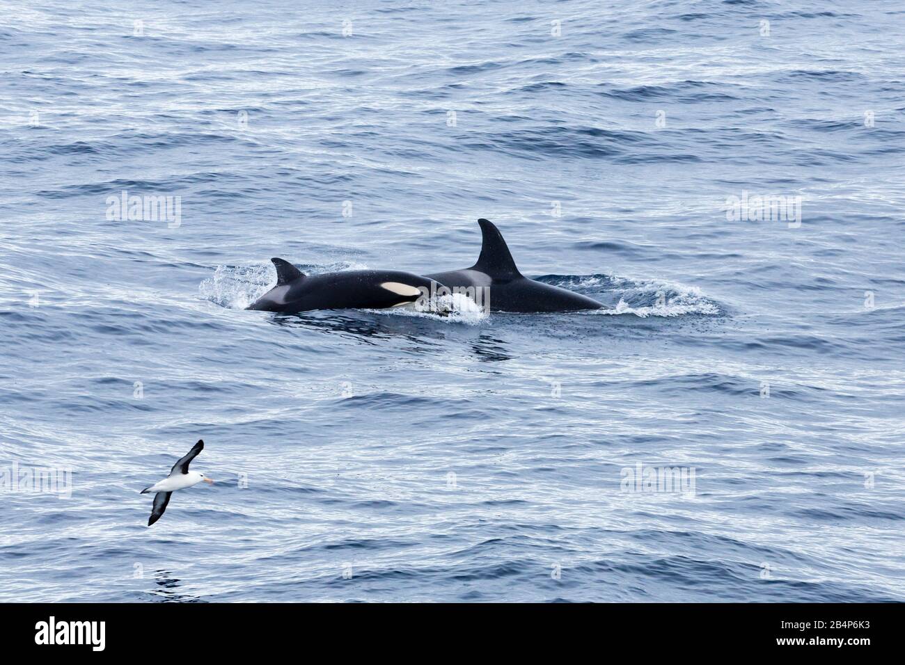 Orca (Killer Whale / Orcinus orca) (Ecotype A) mother-and-calf near ...