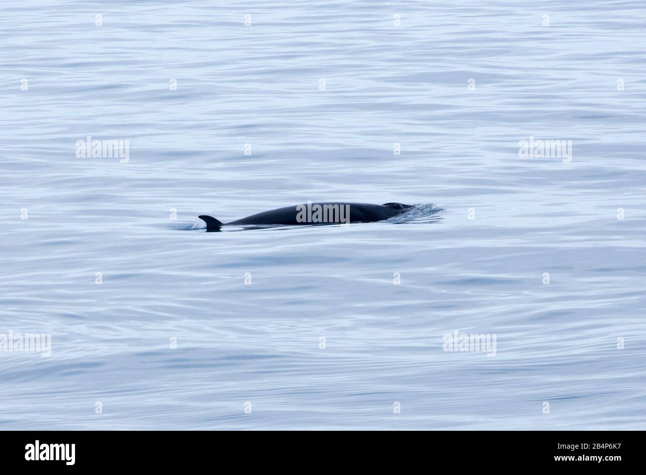Dwarf fin whale hi-res stock photography and images - Alamy