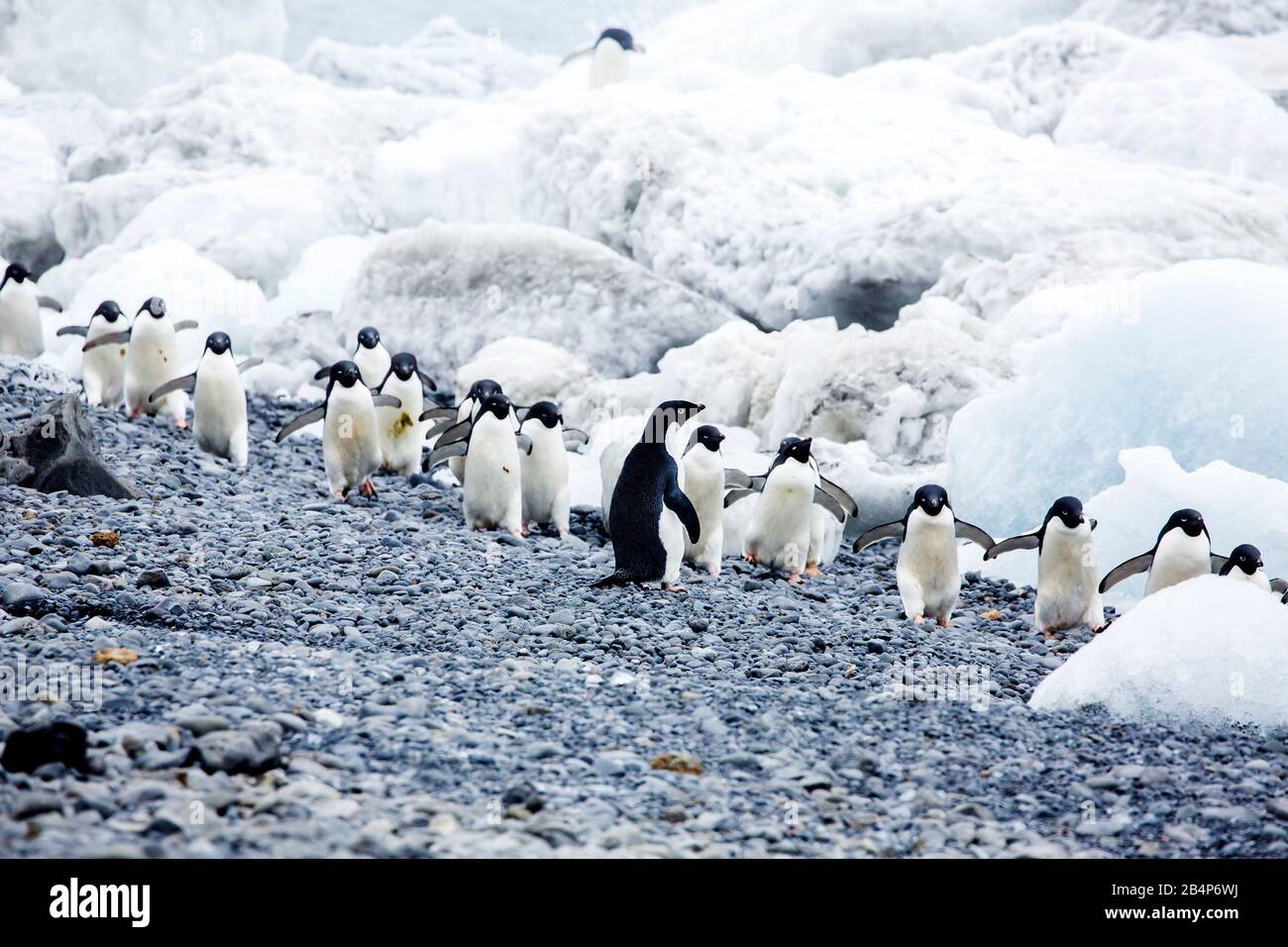 Adélie Penguin (Pygoscelis adeliae) at Brown Bluff, Antarctica Stock ...