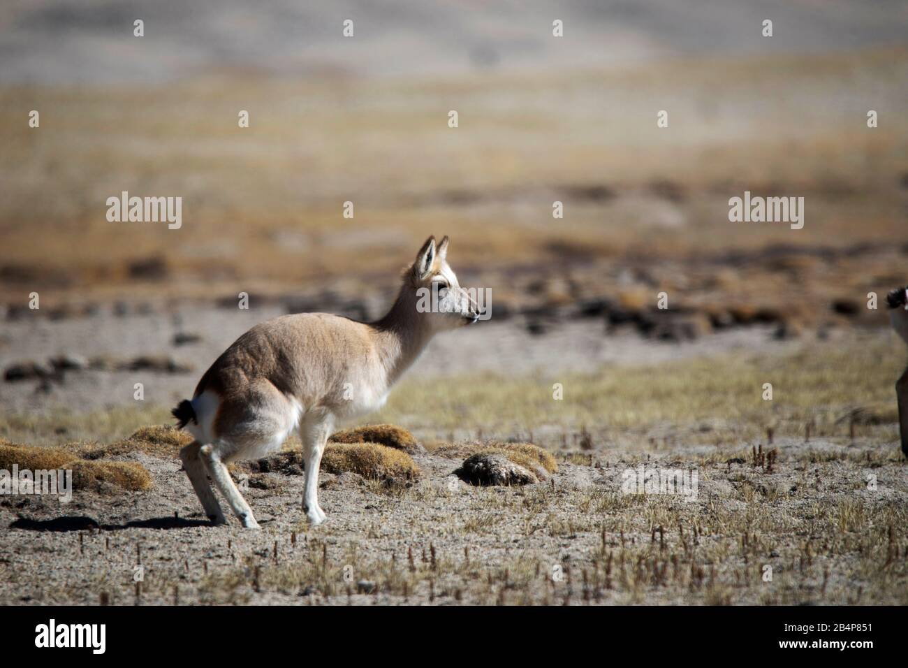 Tibetan Gazelle, Procapra picticaudata, Gurudonmar, Sikkim, India Stock ...