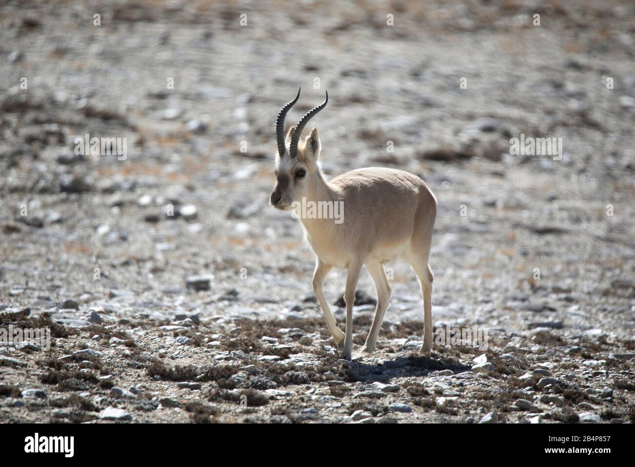 Zeren gazelle hi-res stock photography and images - Alamy