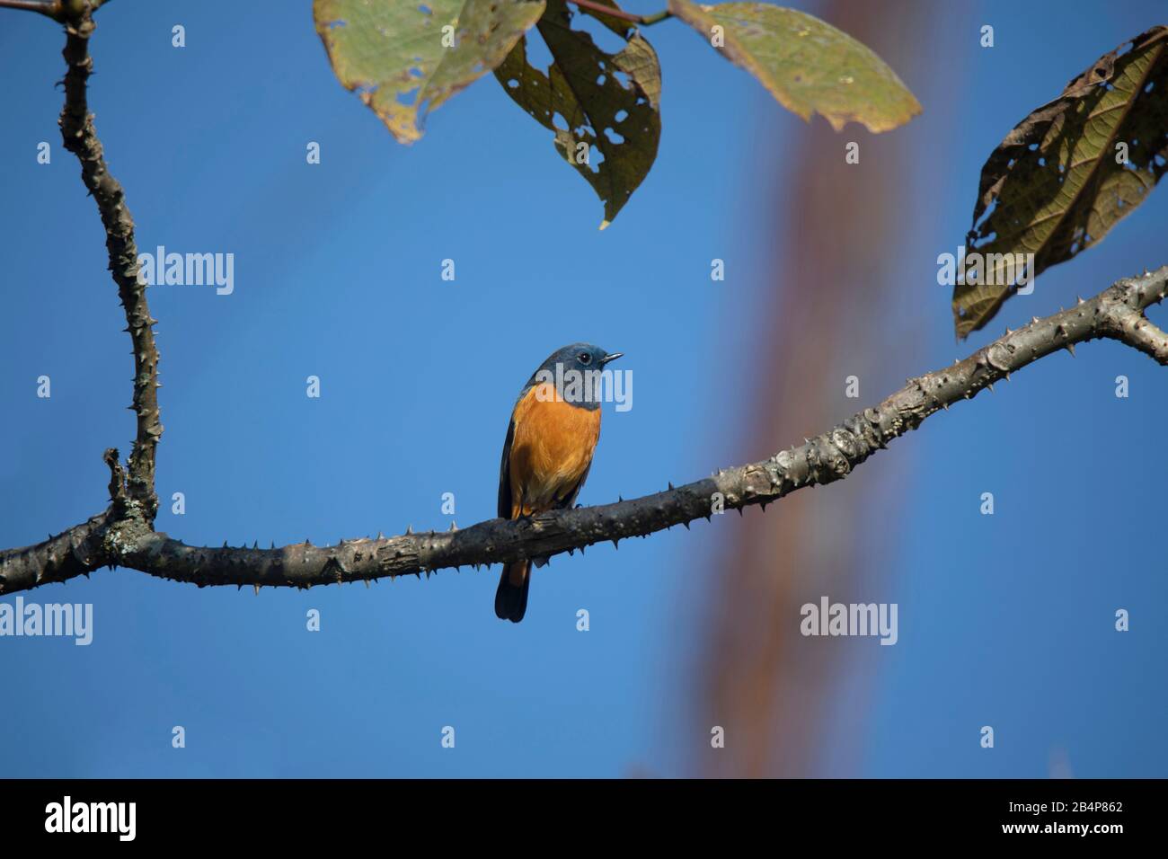 Blue fronted Redstart, Phoenicurus frontalis, Pangolekha Wildlife ...