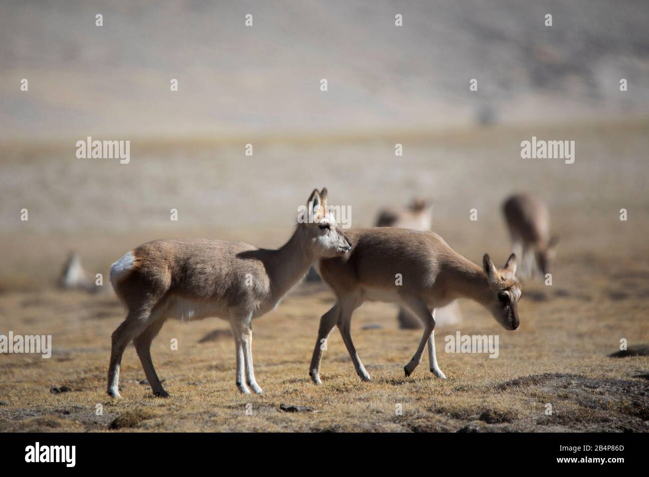 Tibetan Gazelle, Procapra picticaudata, Gurudonmar, Sikkim, India Stock ...