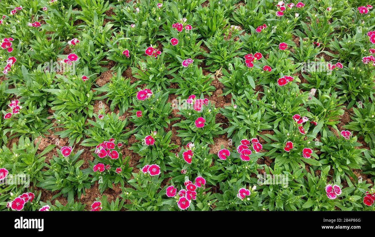 The carnation in the green belt produces beautiful flowers Stock Photo ...