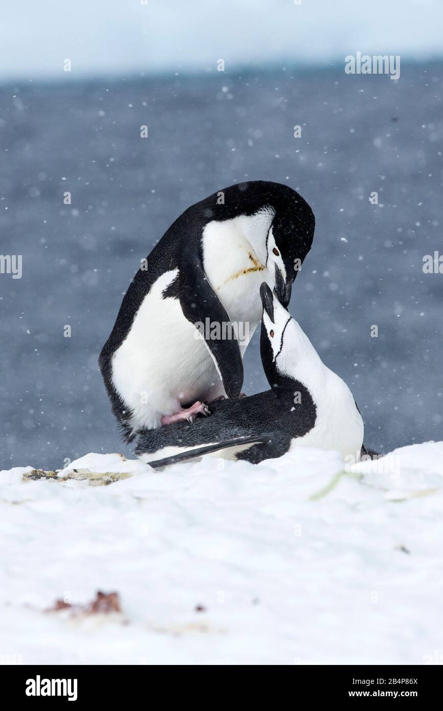 Chinstrap Penguins (Pygoscelis antarcticus) mating at Orne Island ...