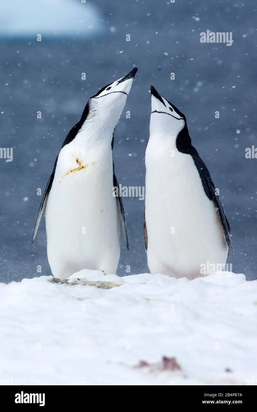 Mating chinstrap penguins hi-res stock photography and images - Alamy