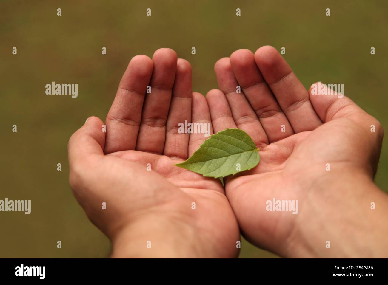 Cupped hands holding a leaf Stock Photo - Alamy
