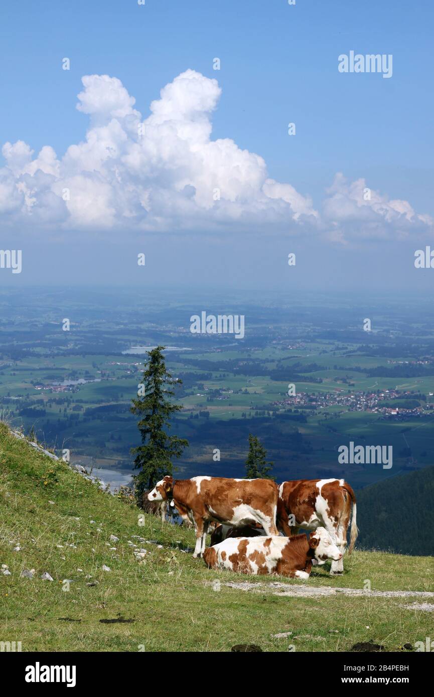 Allgäu brown cattle bavaria hi-res stock photography and images - Alamy
