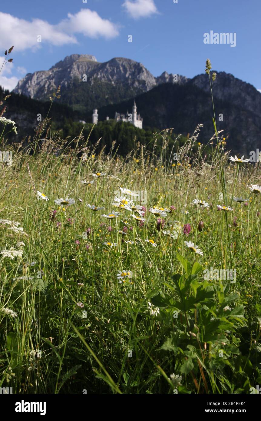 Alpine meadow with flowers, Neuschwanstein castle, and mountains in ...