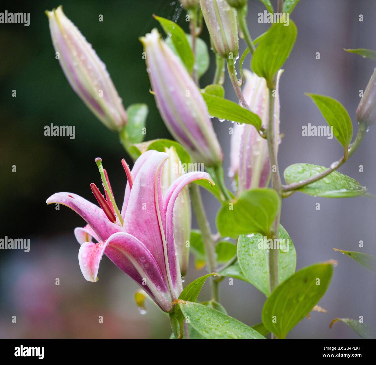 Tiger Lily Flowers Stock Photo - Alamy