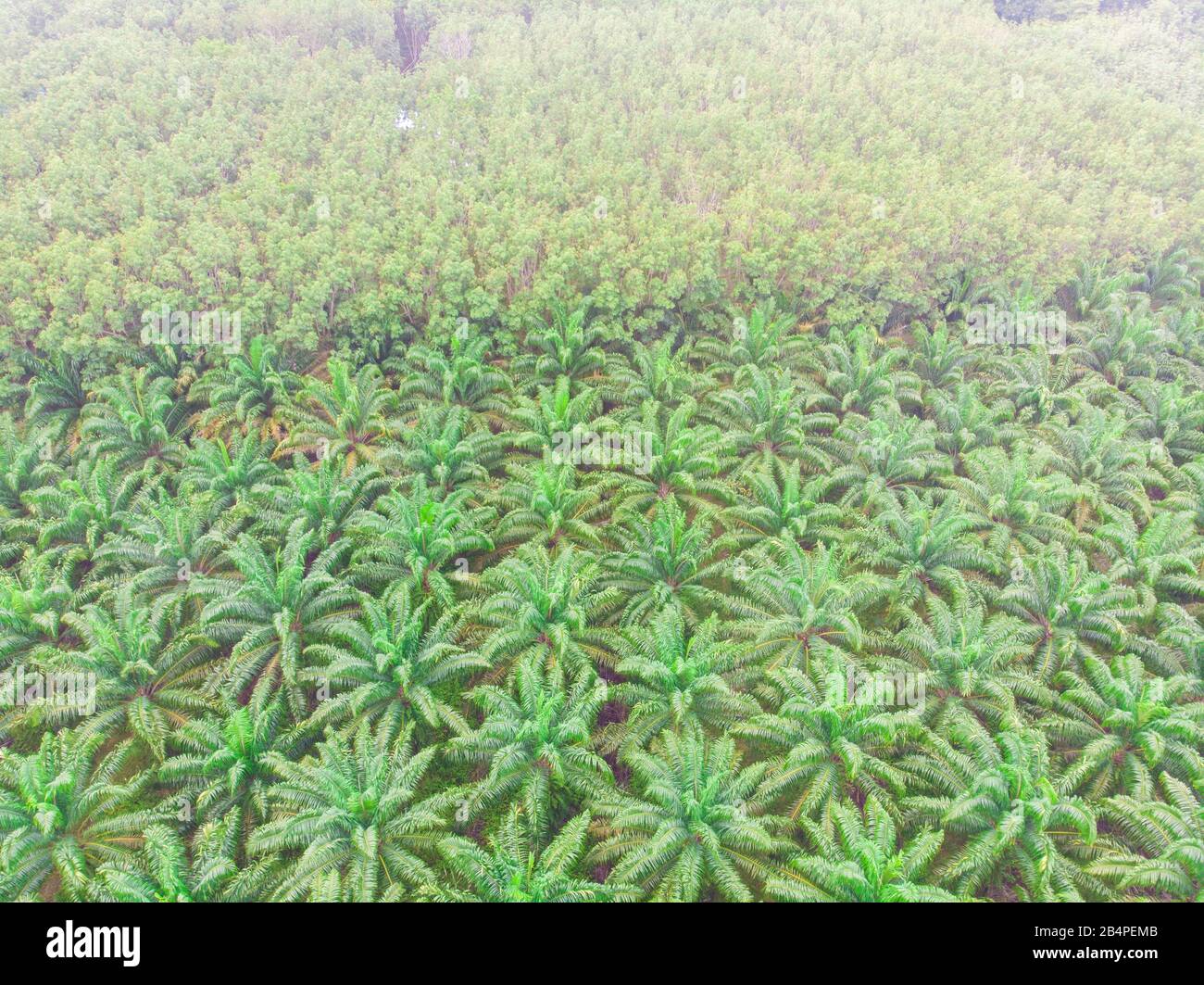 Oil palm plantation tree tropical forest agricultural industry aerial ...
