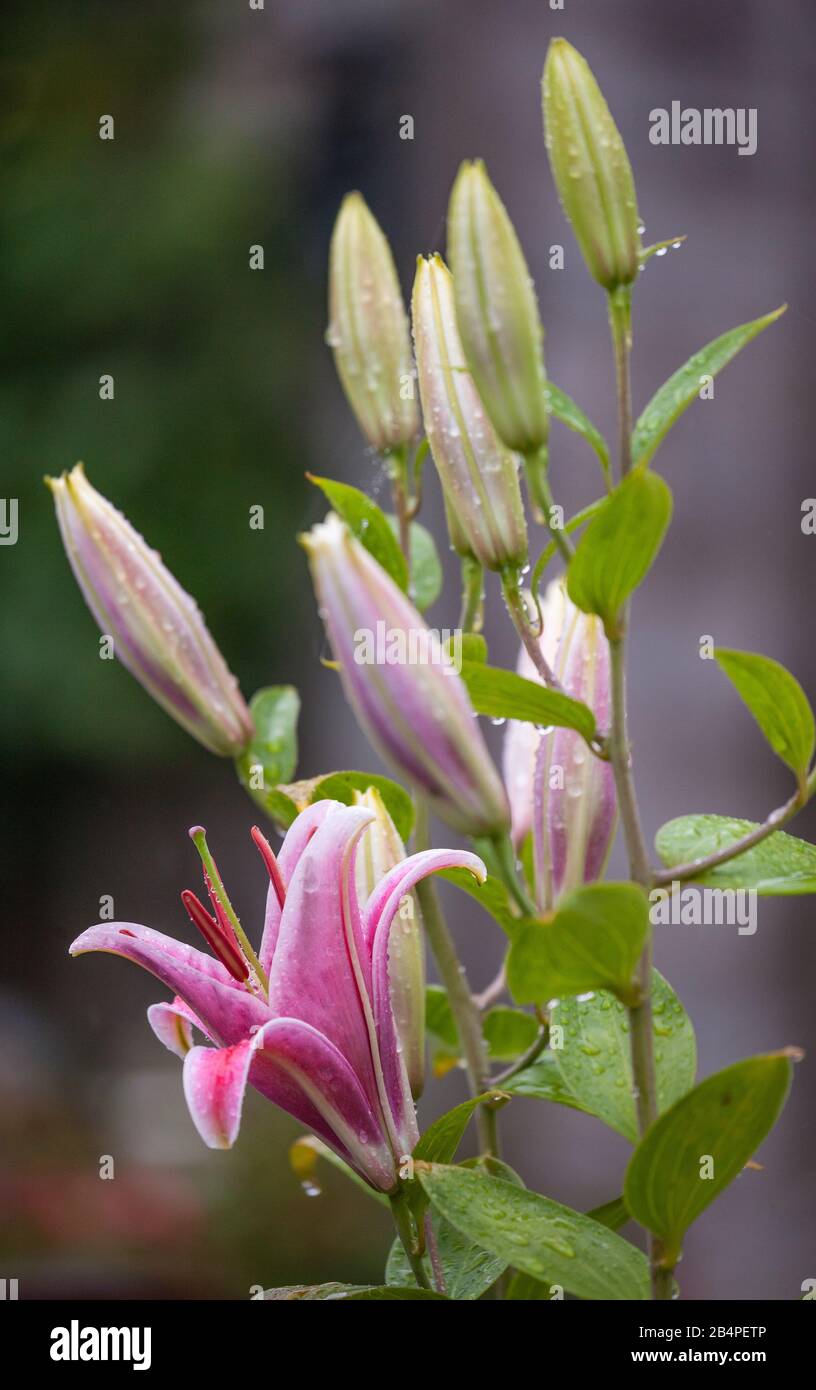 Purple tiger lily hi-res stock photography and images - Alamy