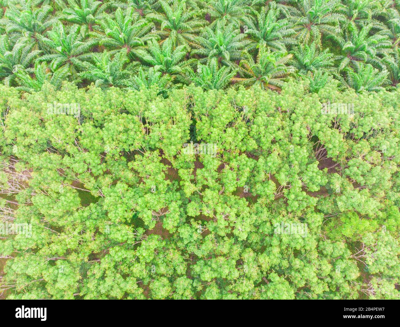 Oil palm plantation tree tropical forest agricultural industry aerial ...