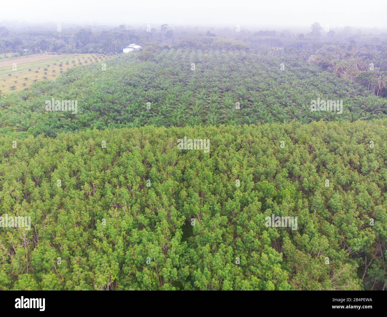 Oil palm plantation tree tropical forest agricultural industry aerial ...