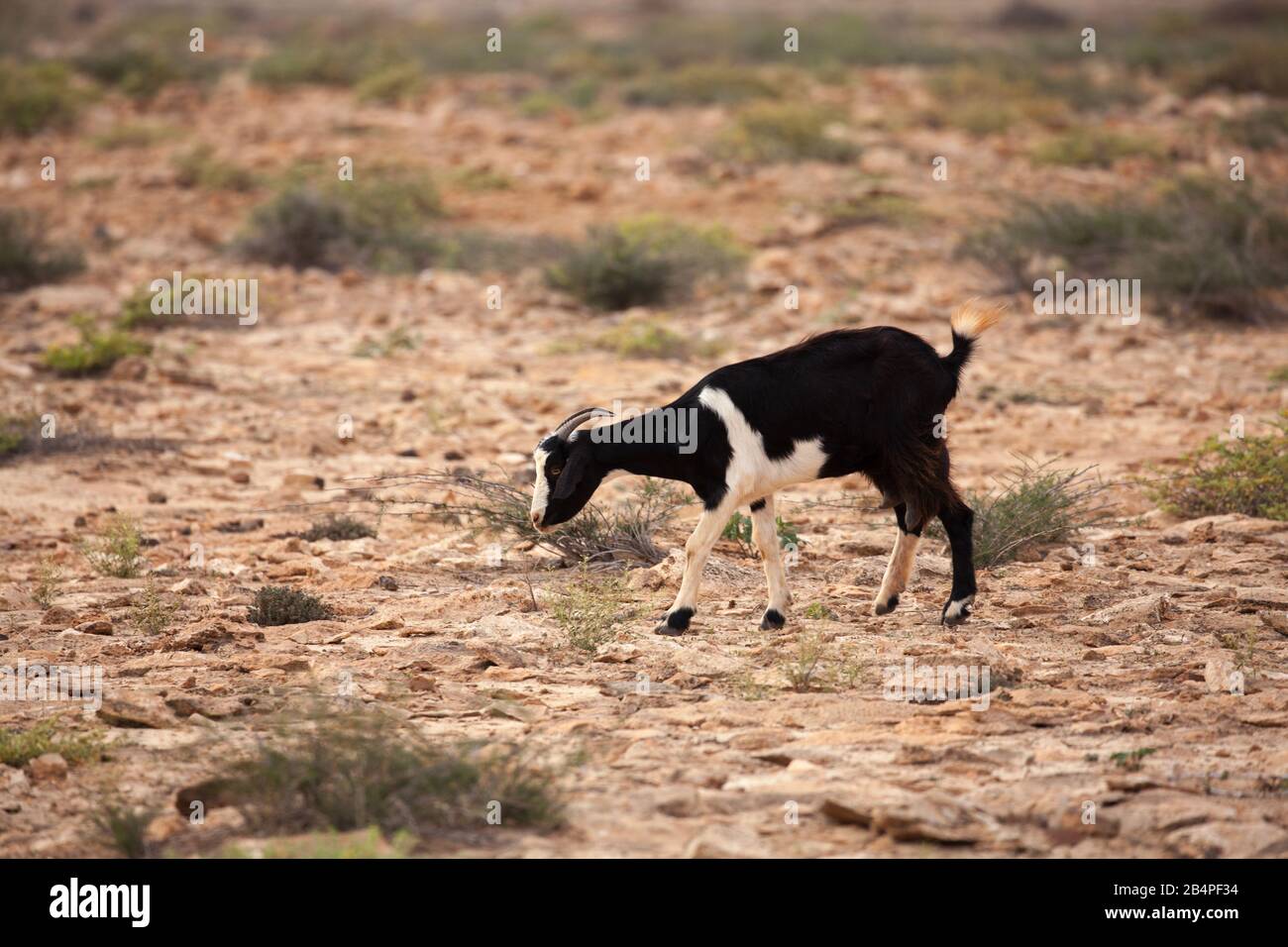 Poor goats hi-res stock photography and images - Alamy
