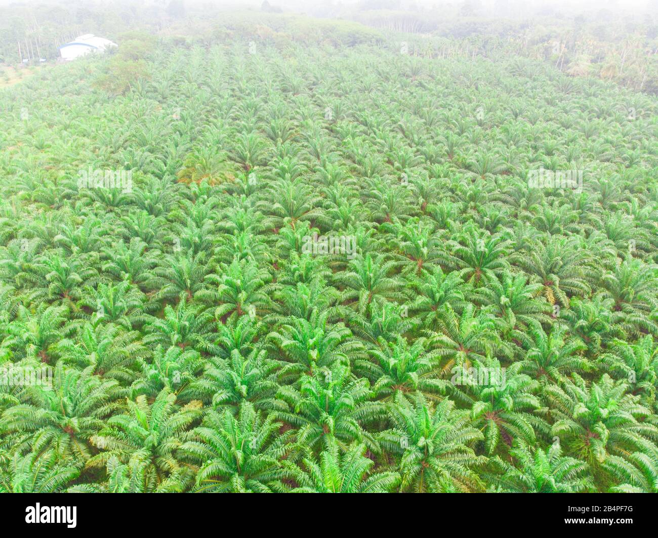 Aerial view palm oil plantation field with morning fog nature ...