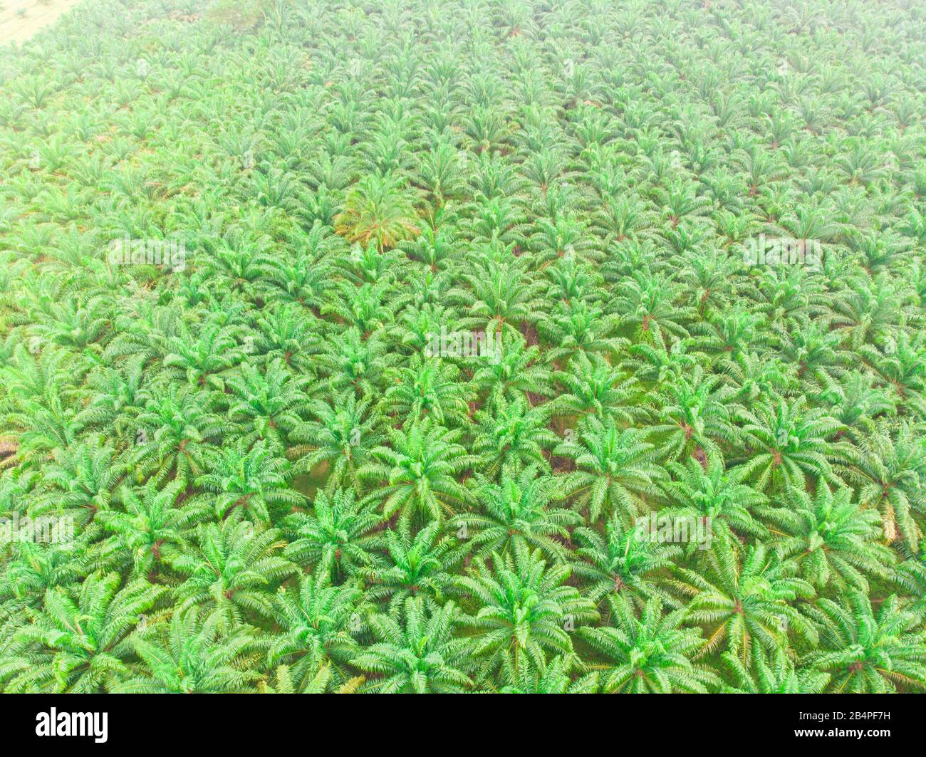 Oil palm plantation tree tropical forest agricultural industry aerial ...