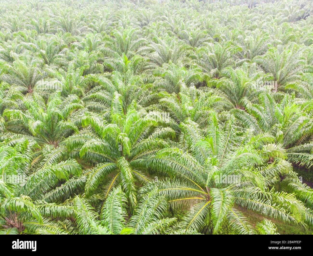 Aerial view palm oil plantation field with morning fog nature ...
