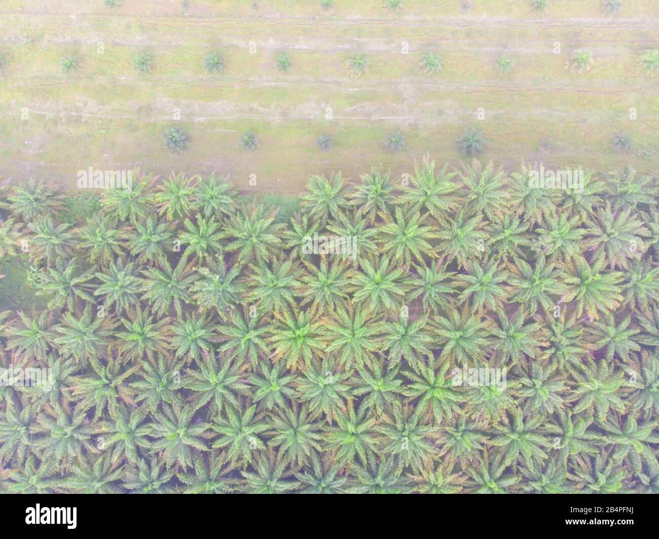 Aerial view palm oil plantation field with morning fog nature ...