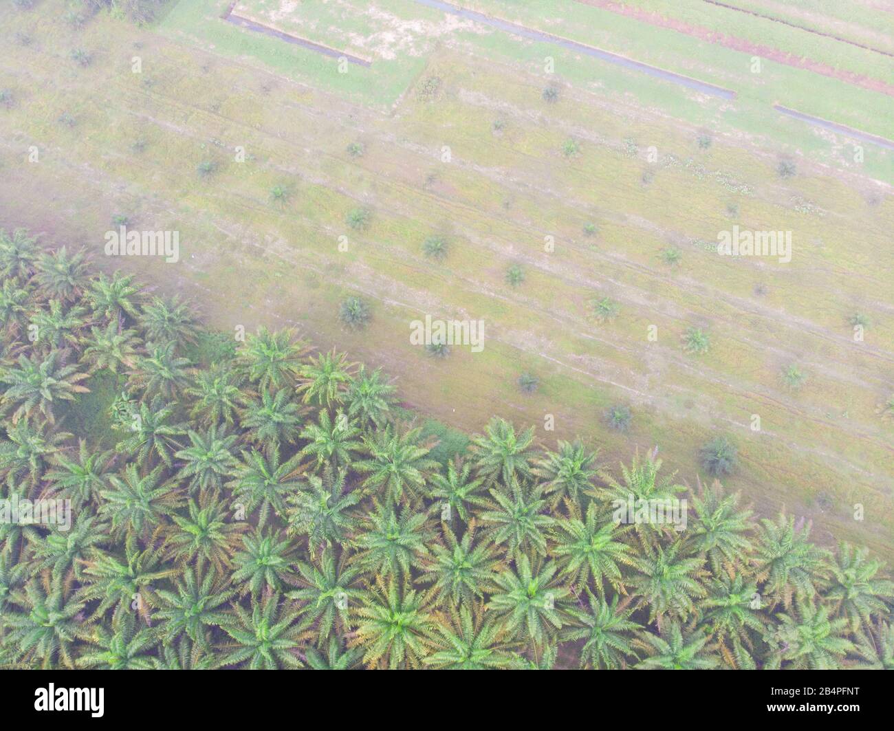 Aerial view palm oil plantation field with morning fog nature ...