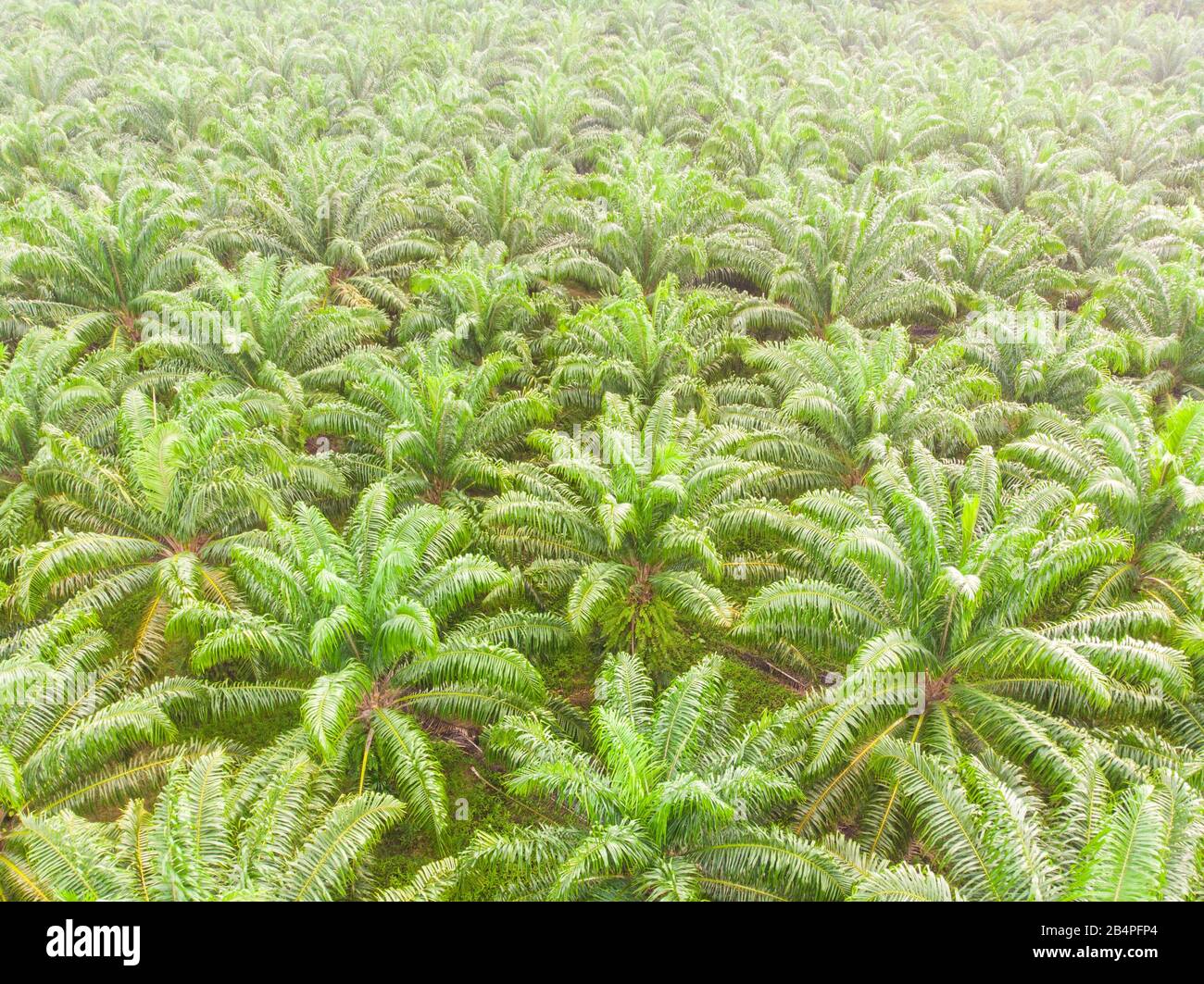 Aerial view palm oil plantation field with morning fog nature ...