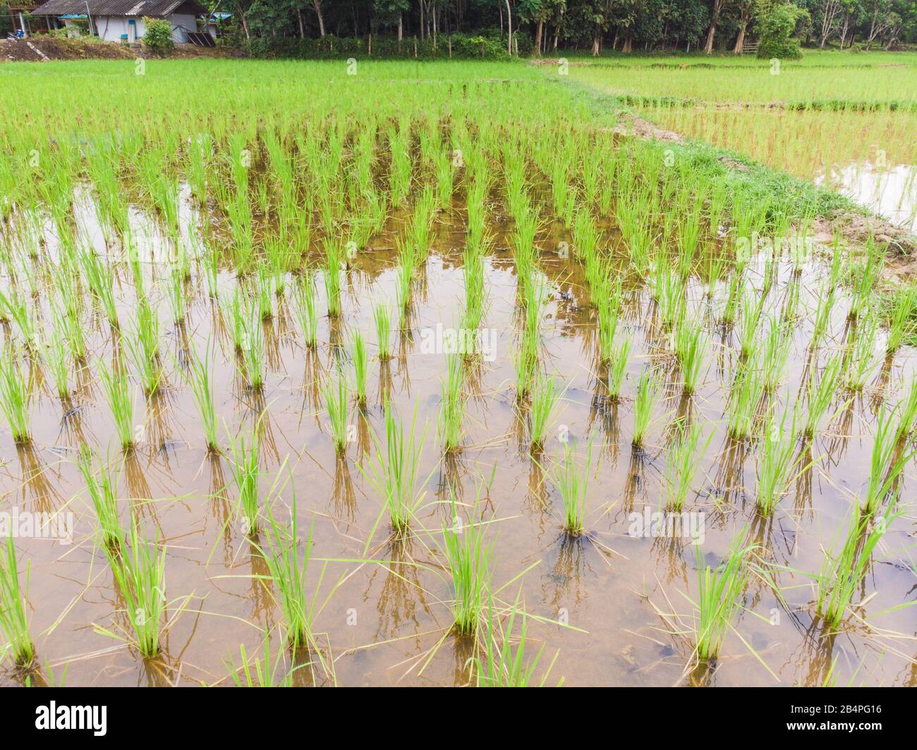 Paddy green rice plantation field in swamp water aerial view Stock ...