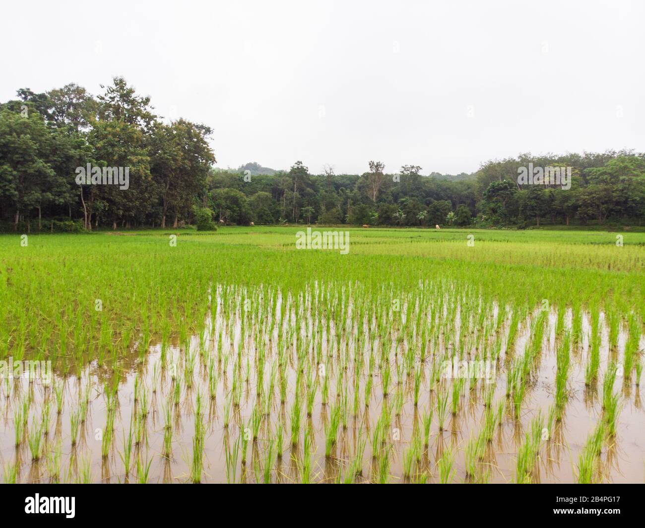 Paddy green rice plantation field in swamp water aerial view Stock Photo - Alamy