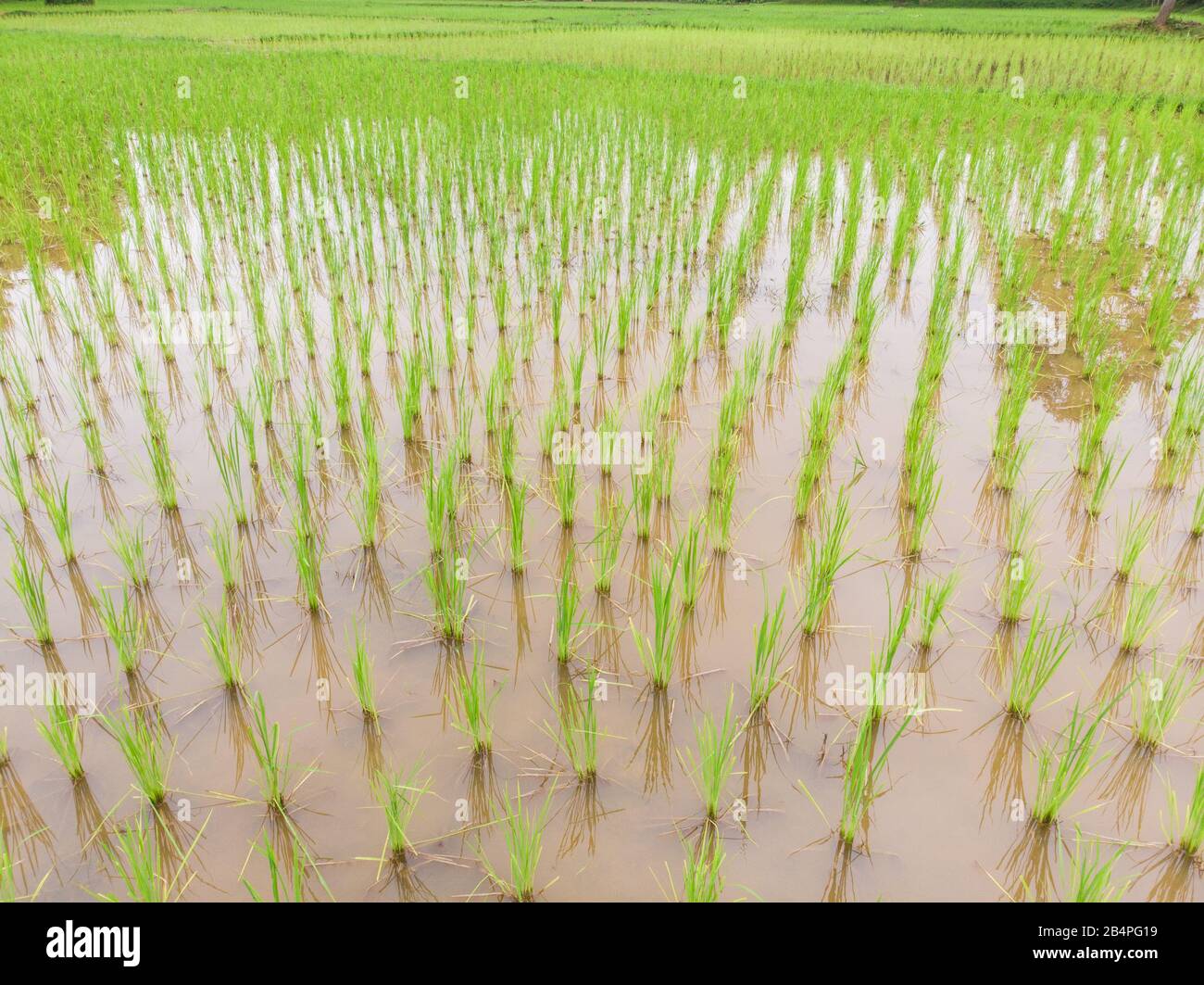 Paddy green rice plantation field in swamp water aerial view Stock Photo - Alamy