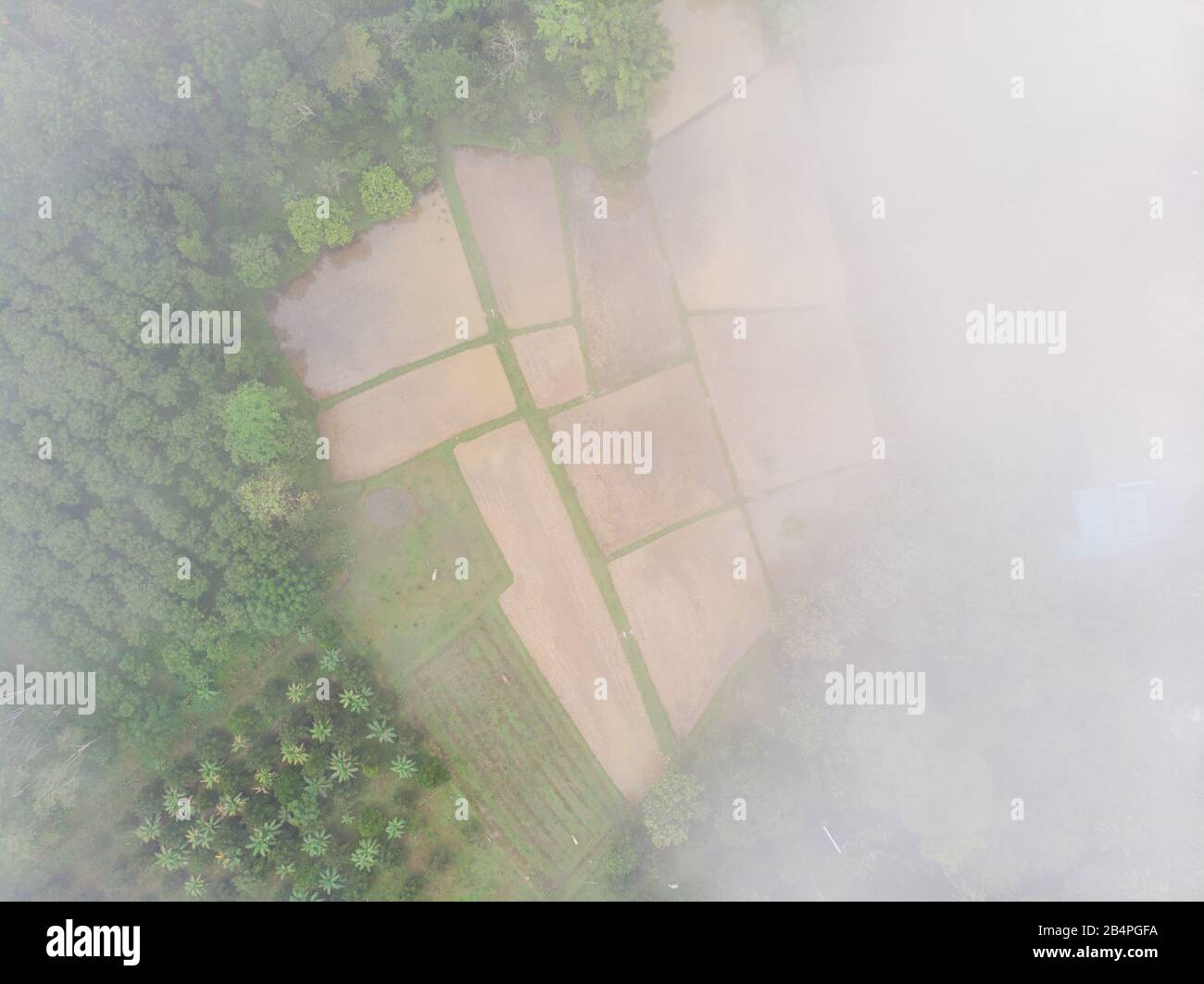 Paddy green rice plantation field in swamp water aerial view Stock ...