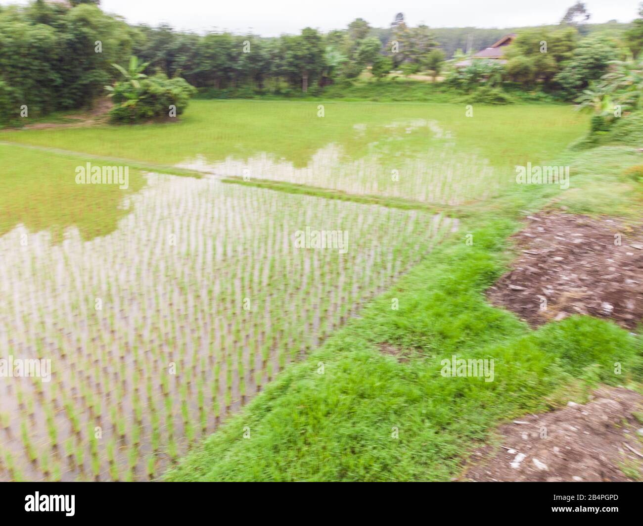 Paddy green rice plantation field in swamp water aerial view Stock Photo - Alamy