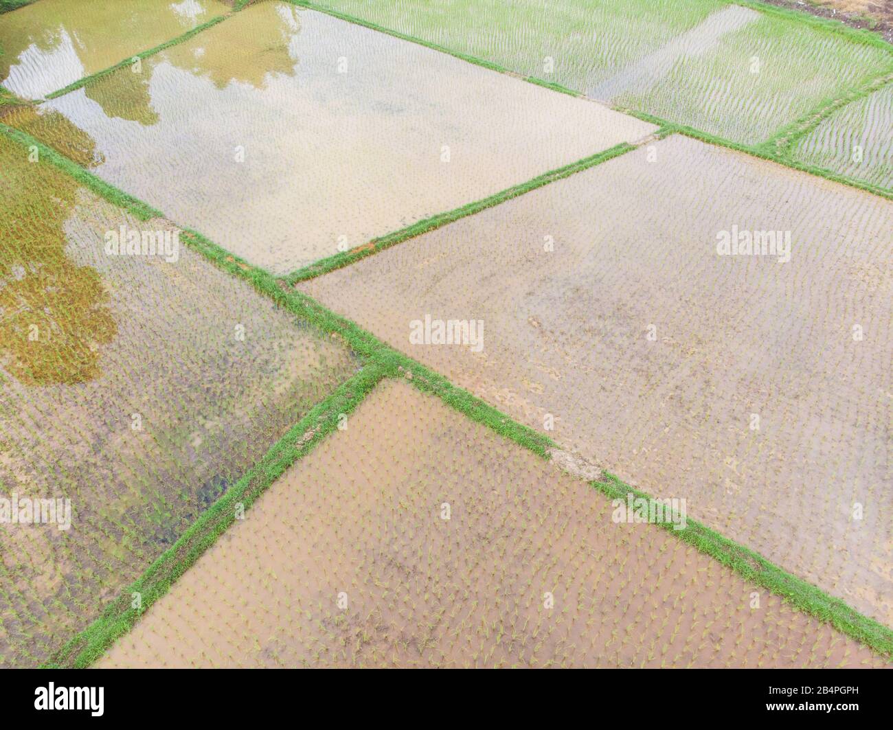 Paddy green rice plantation field in swamp water aerial view Stock ...