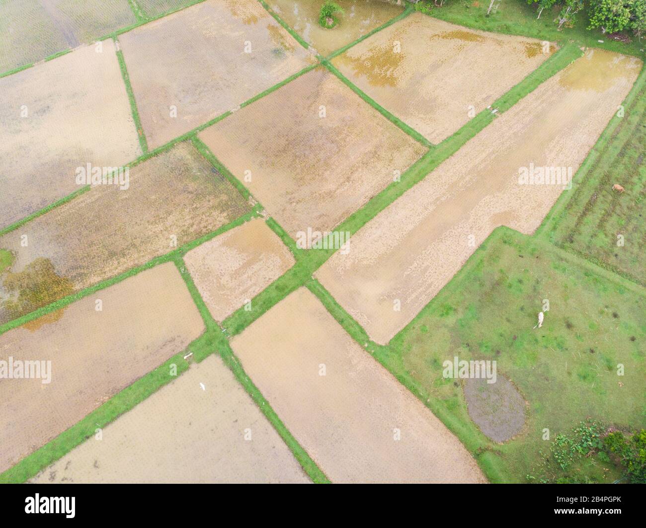 Paddy green rice plantation field in swamp water aerial view Stock ...