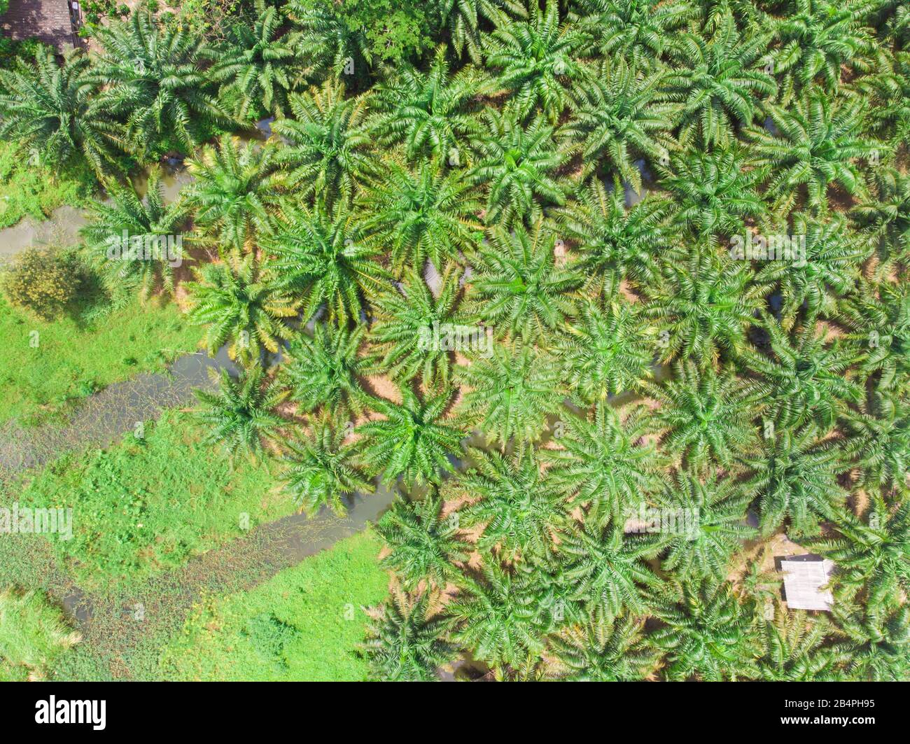 Palm oil plantation field aerial view scene nature industry Stock Photo ...