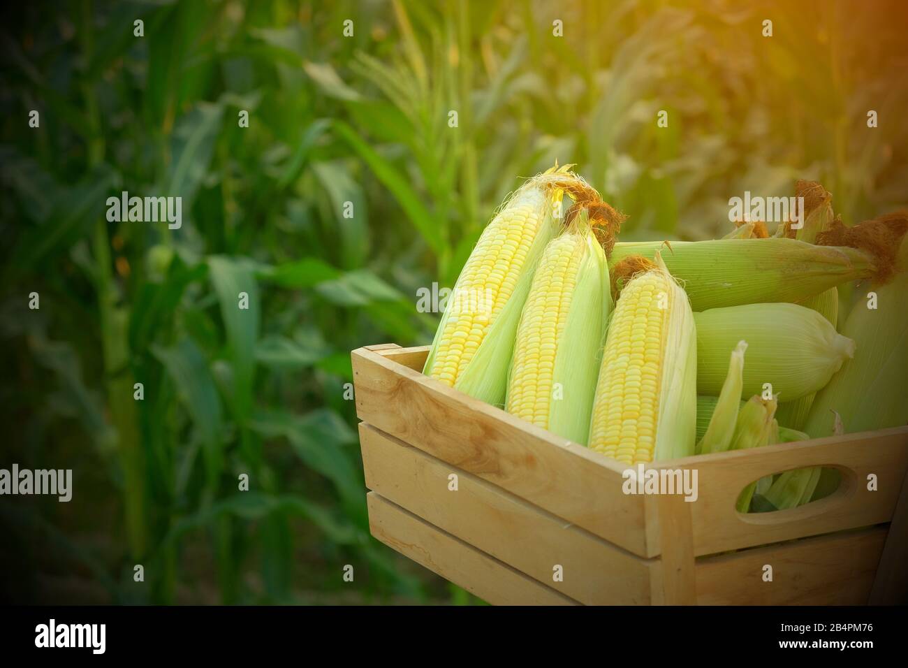 Box corn hi-res stock photography and images - Alamy