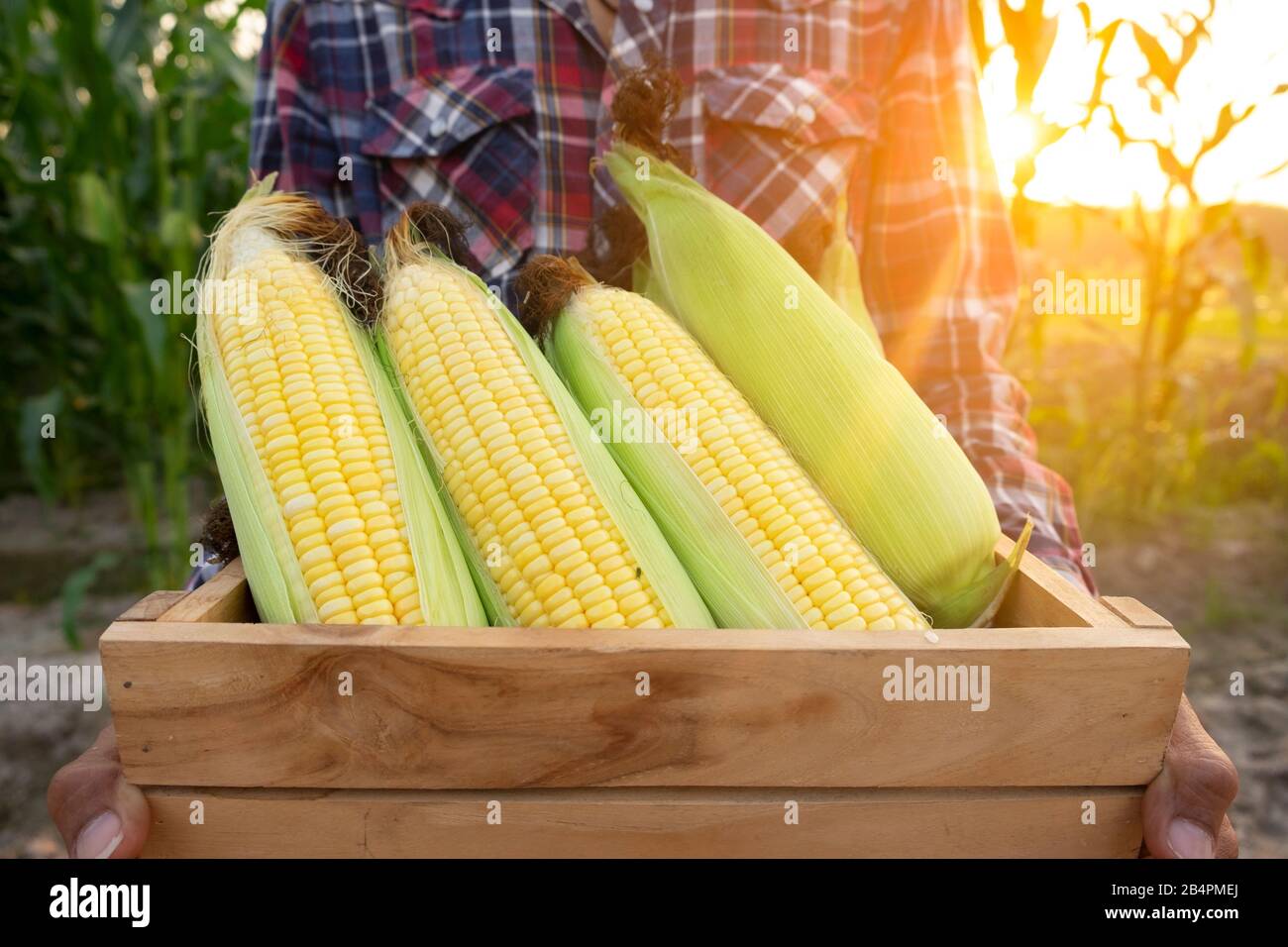 farmer holding wooden box of sweet corn in corn field Stock Photo - Alamy