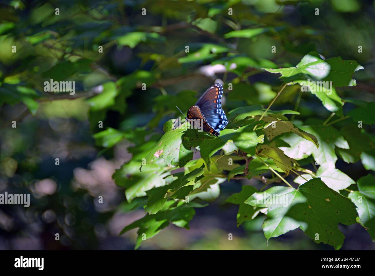 Military butterfly hi-res stock photography and images - Alamy