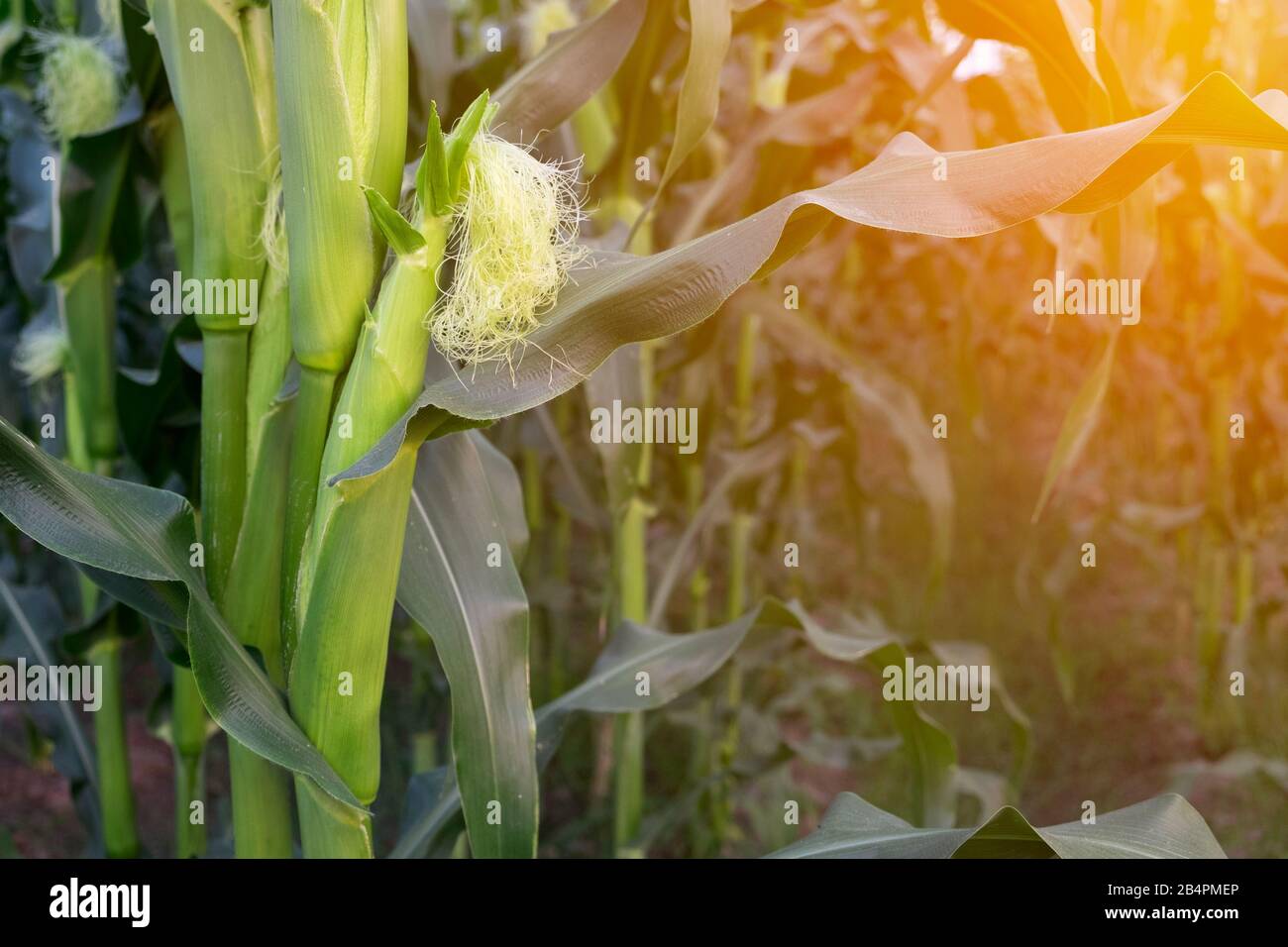 Corn field with sun light Stock Photo - Alamy
