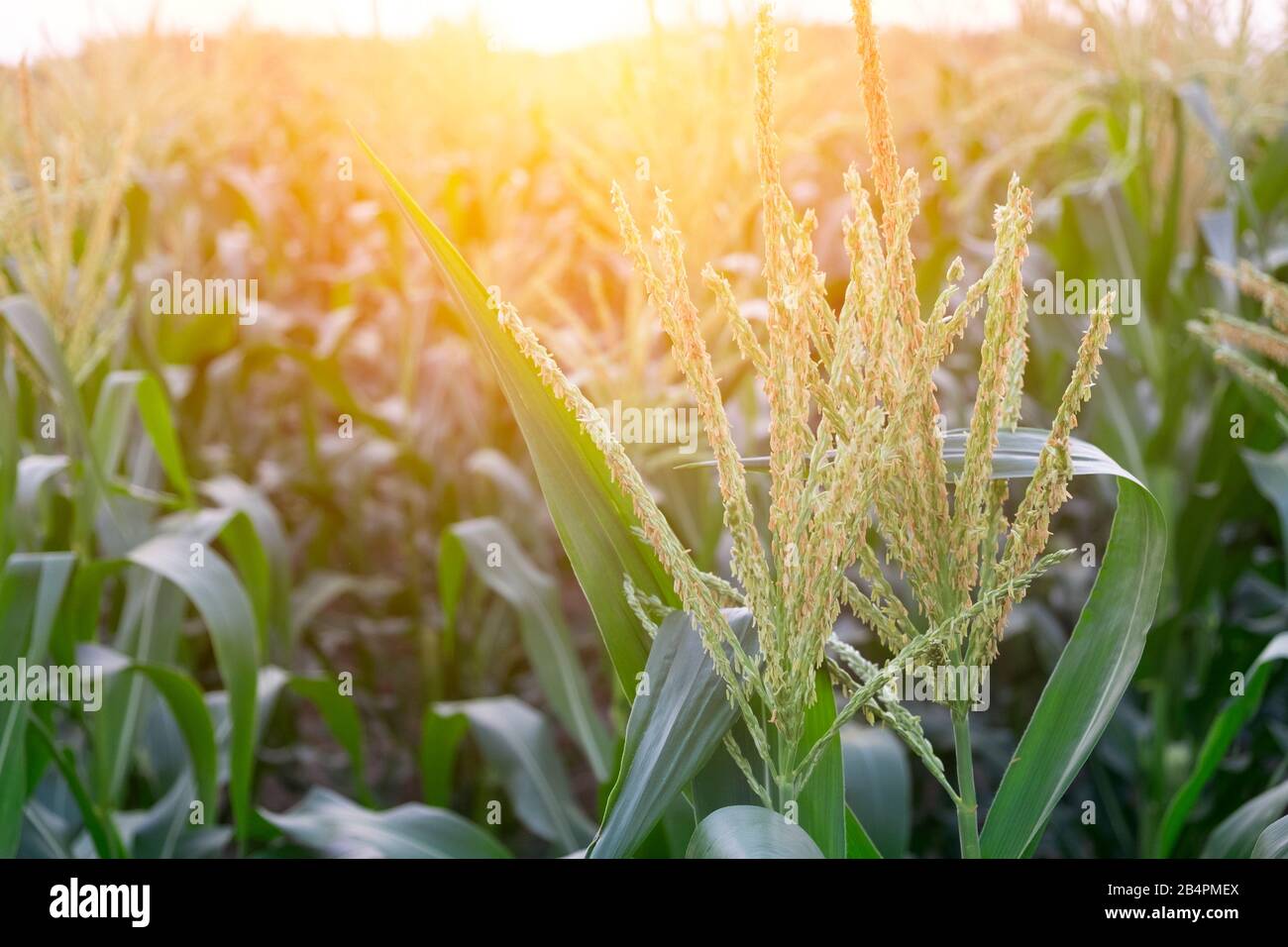 Corn field with sun light Stock Photo - Alamy