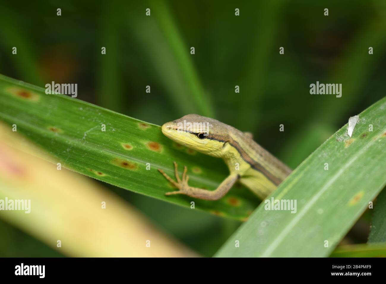Asian grass lizard in java hi-res stock photography and images - Alamy