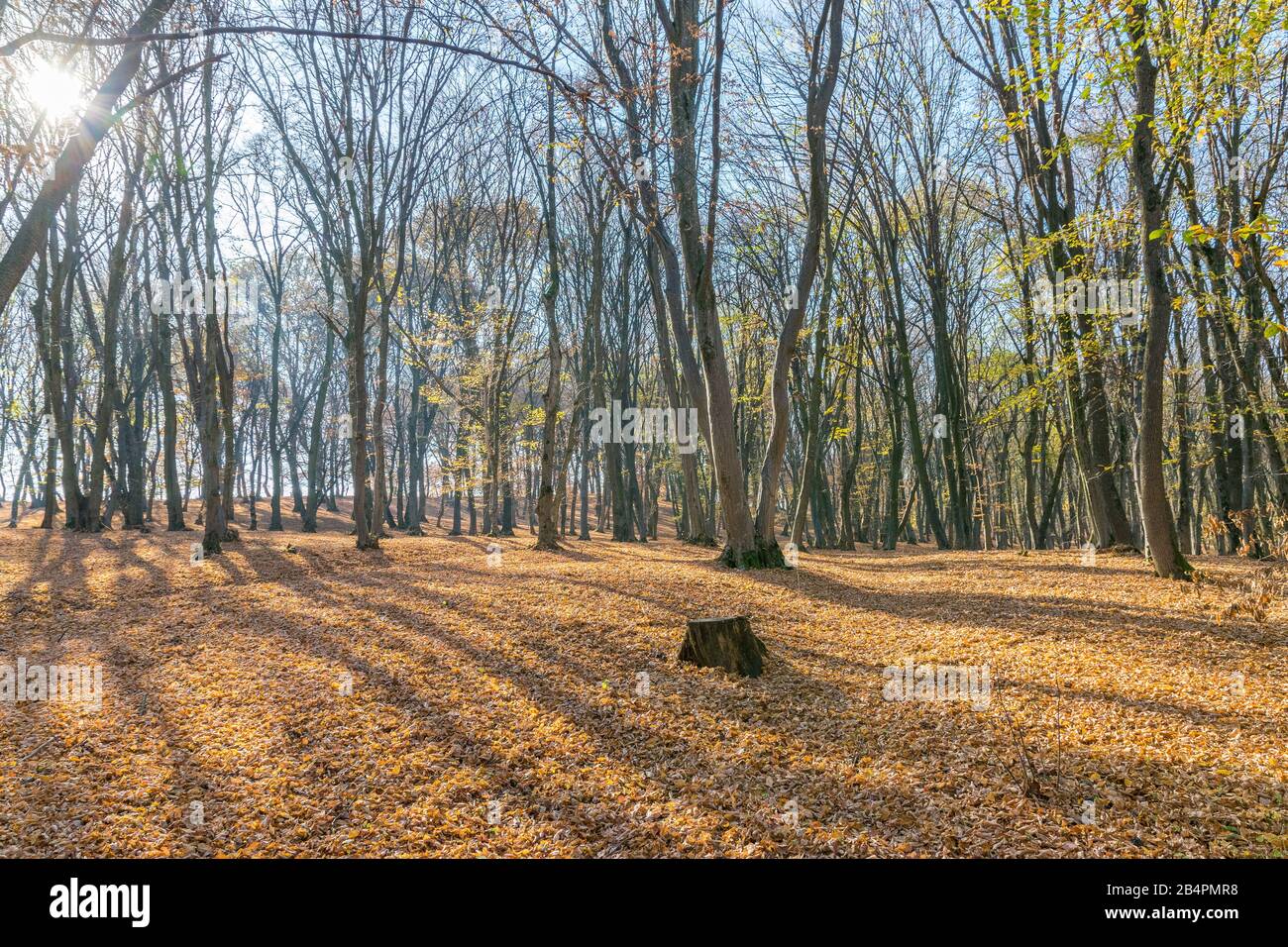 Hoia Baciu Forest - World’s Most Haunted Forest with a reputation for ...