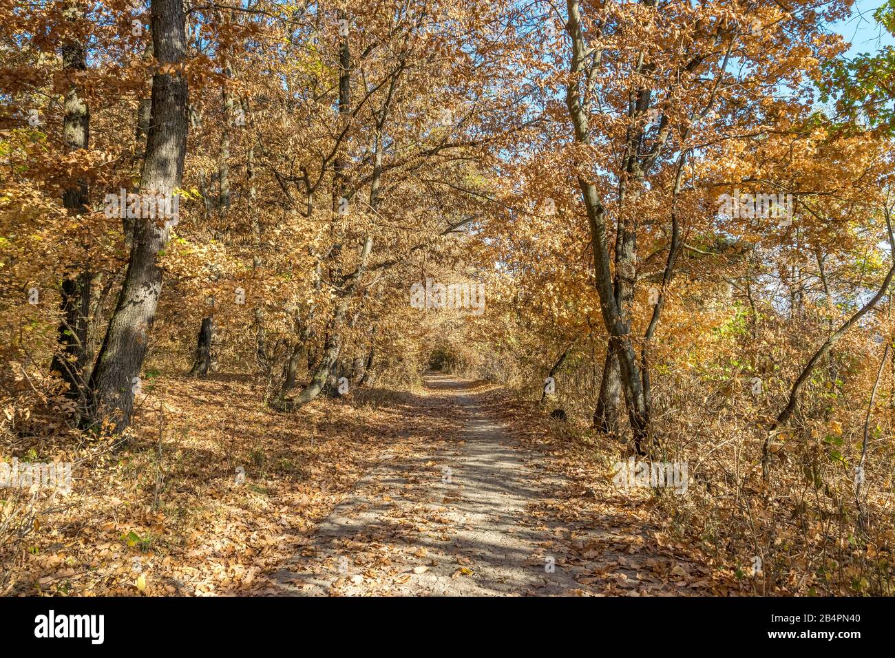 Hoia Baciu Forest - World’s Most Haunted Forest with a reputation for ...