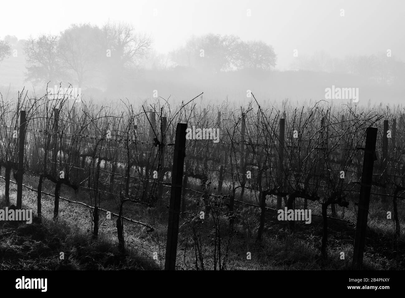 A vineyard field in the middle of mist and fog, with some barely ...