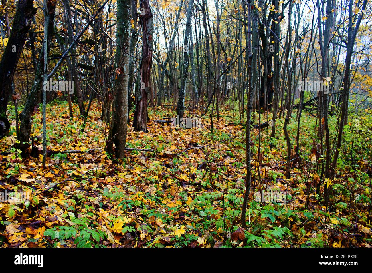 Abandoned old Park with a pond, deck, streams, ancient trees in late ...