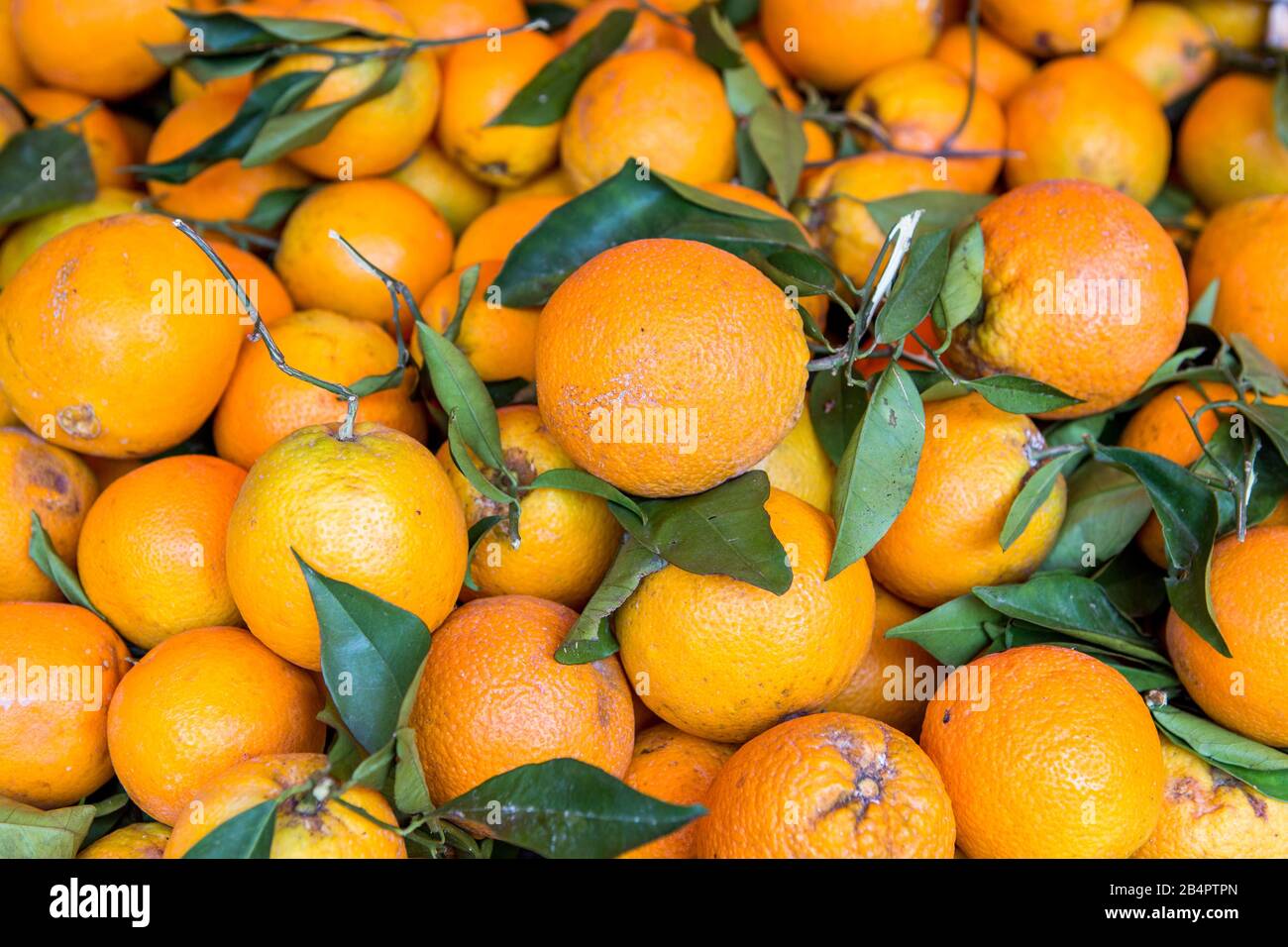 Lots of fresh oranges fruits plucked from branch of orange tree Stock ...