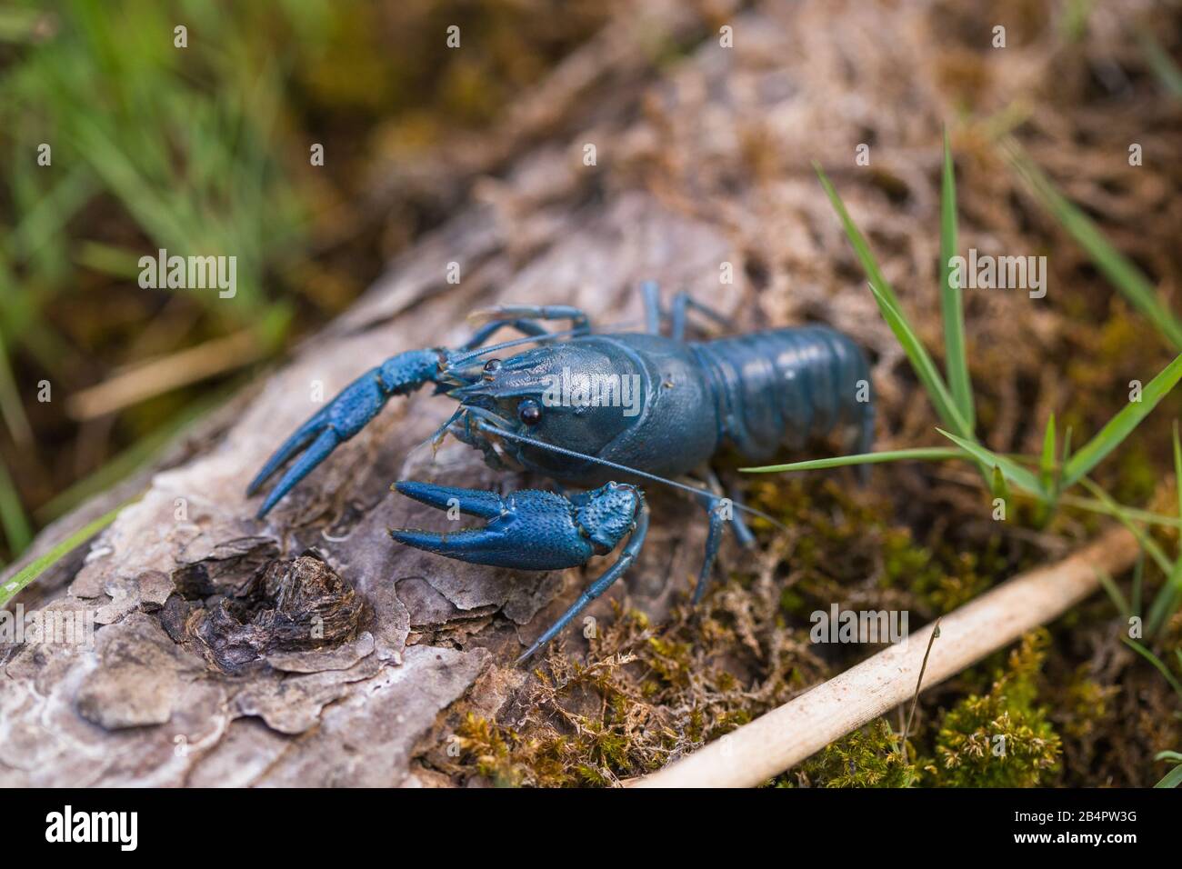 Fish on market, black scabbard (espada) in fish market Stock Photo - Alamy