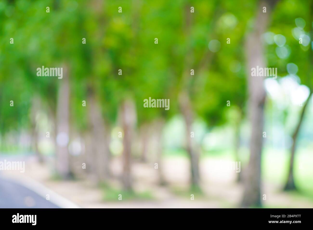 Abstract green park blurred background with bokeh nature scenery Stock ...